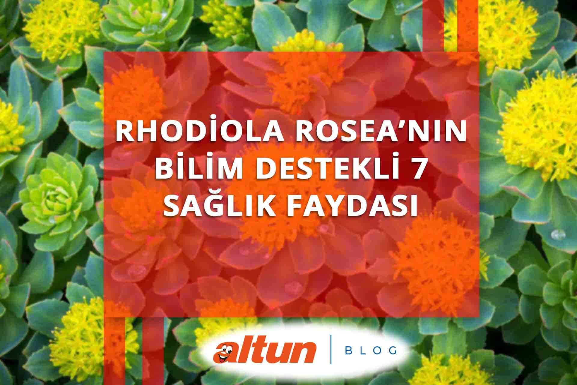 Rhodiola Rosea'nın Bilim Destekli 7 Sağlık Faydası - Altun Blog